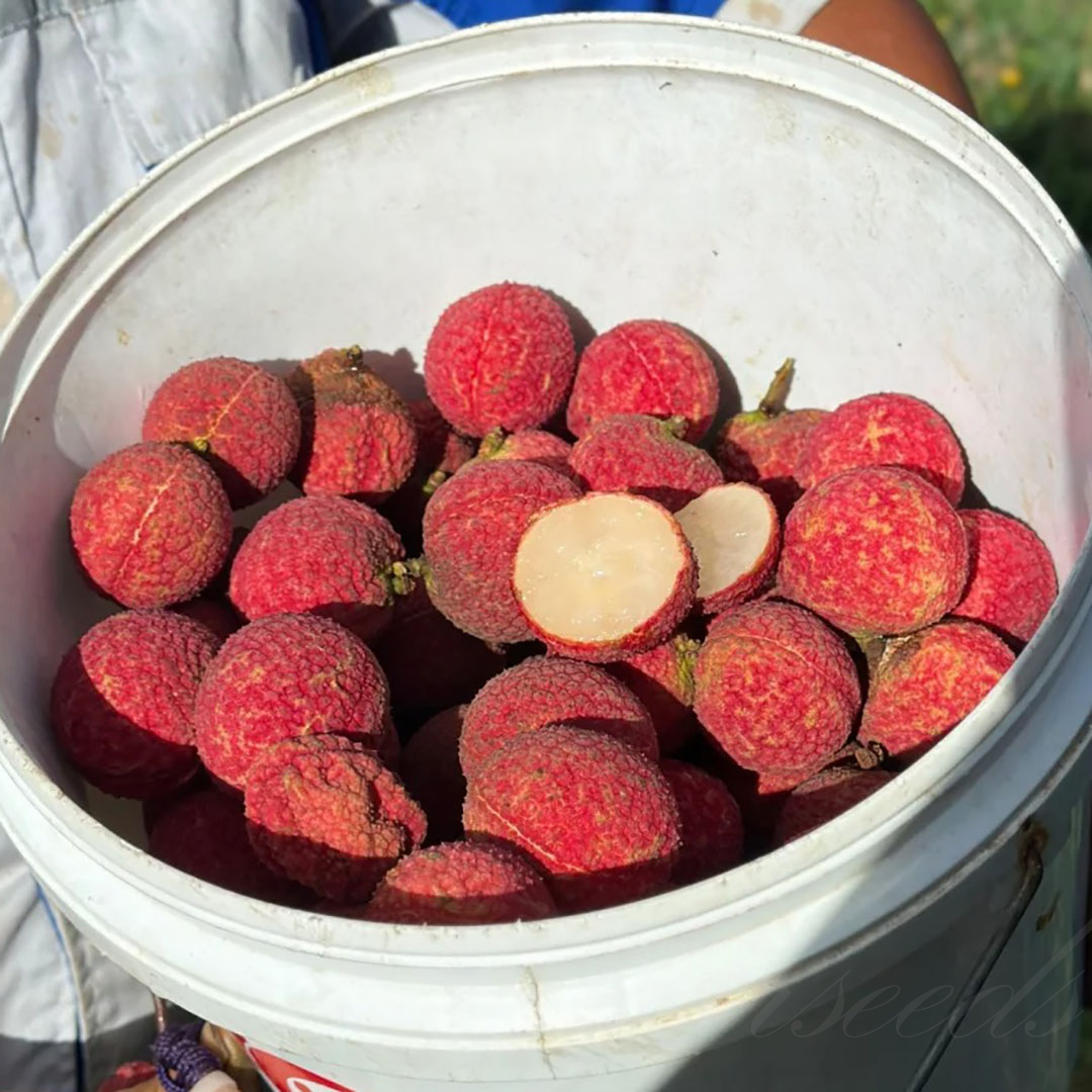 Seedless Lychee Seeds – gogooption.com