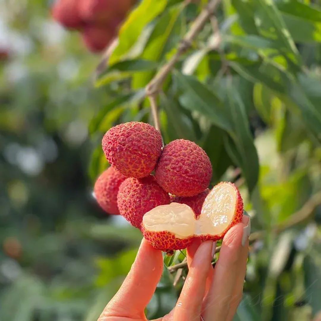 Seedless Lychee Seeds – gogooption.com