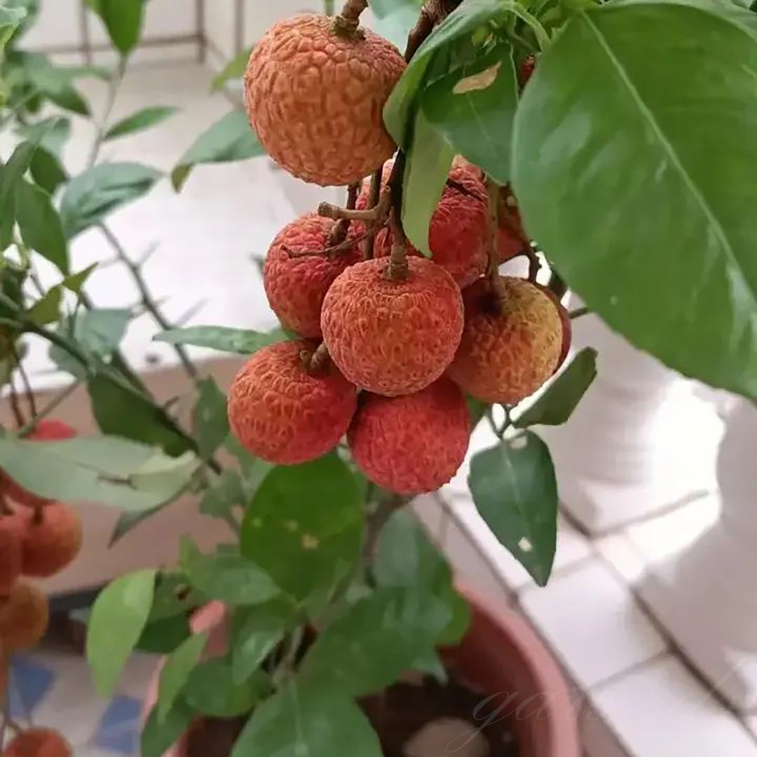 Seedless Lychee Seeds – gogooption.com