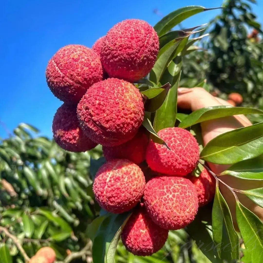 Seedless Lychee Seeds – gogooption.com
